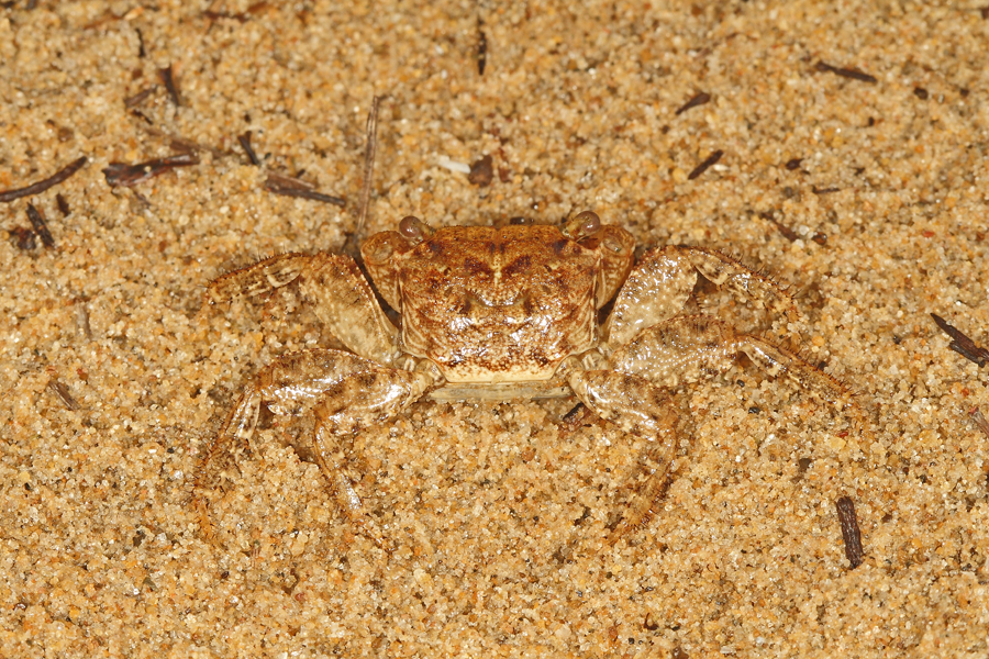 Coastal Crabs of India — Photofeature | Conservation India