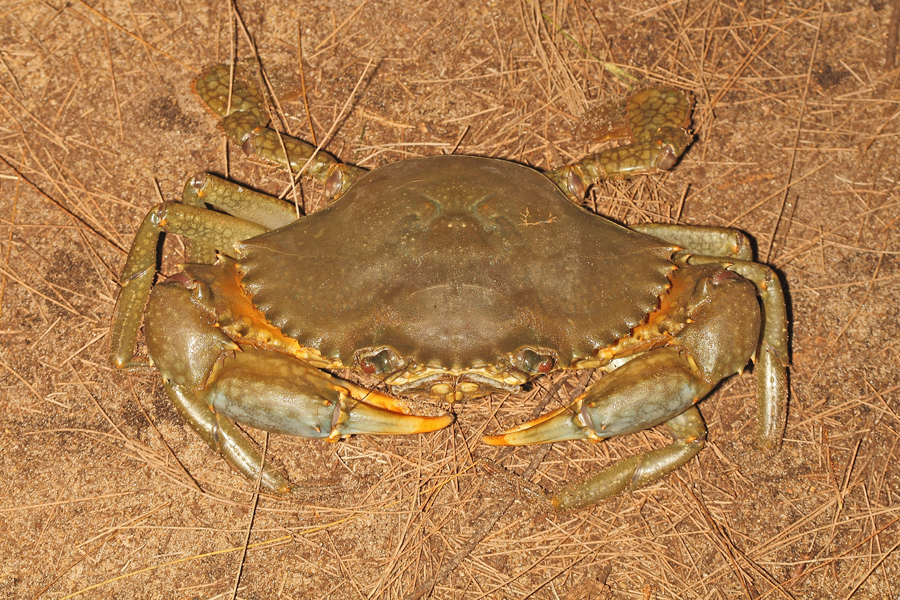 Coastal Crabs of India — Photofeature | Conservation India