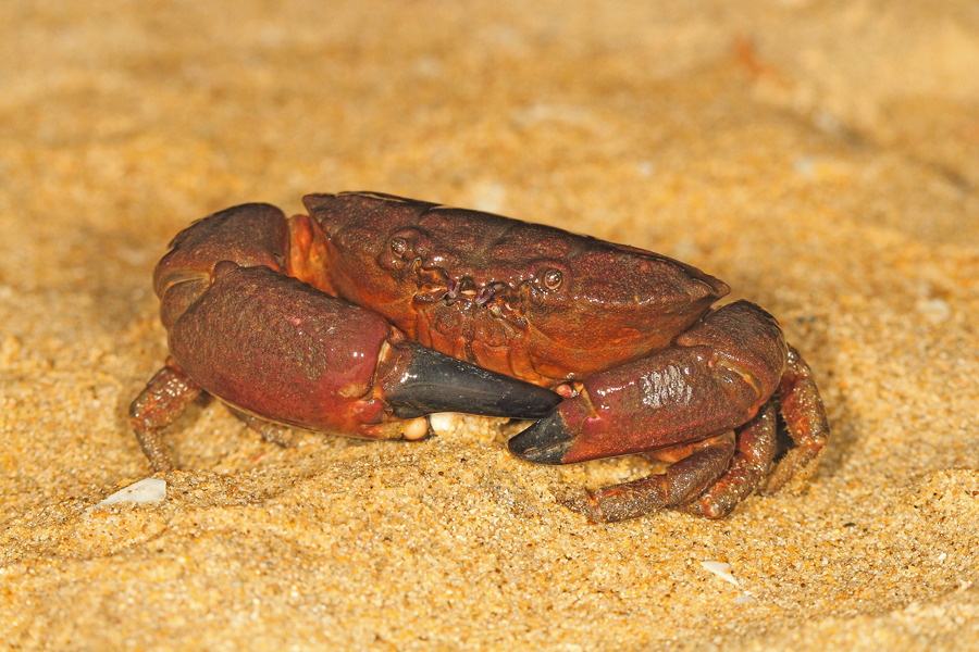Indian Crab Images at Elaine Philson blog